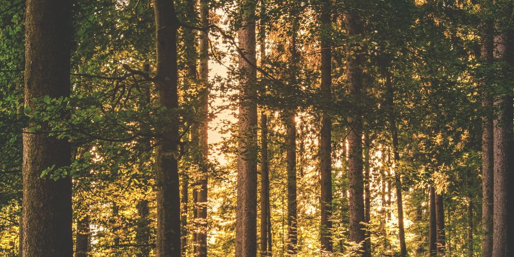 Random forest, Shapley values and multicollinearity - Julia Community 🟣